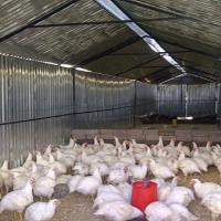 China Light Steel Structure Metal Building Chicken Coop 75mm Rock Wool Panel for Philippines for sale