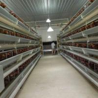 China Light Steel Structure Metal Building Chicken Coop 75mm Rock Wool Panel for Philippines for sale