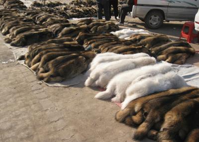 China Natural Shape Real Raccoon Fur Hood Trim , Tanned Skin Black Fur Coat Collar for sale