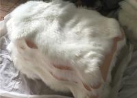 China Heavy Density Soft Australian Sheepskin Rug Single Pelt Square / Customized Size for sale