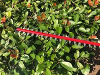 China 950w Lawn Tree Garden Electric Hedge Trimmer Dual Blade Long Reach Electric Hedge Cutter for sale