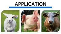 China FULL ICAR Certified Durable Electronic Ear Tags TPU  for Livestock Identification and Tracking Supporting Farm Management for sale