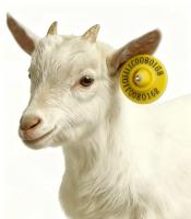 China ICAR Certified RFID Ear Tag with TPU Material and 134.2kHz Frequency for Sheep and Goat Management for sale