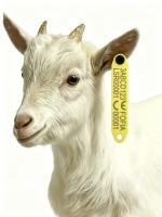 China High-Temperature Resistant Anti-Shedding RFID Intergrate Electronic Ear Tag For Sheep With TPU Material And Built-in RFID Chip for sale