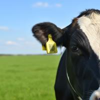 China New T921 Animal Ear Tag Yellow Goat High Quality RFID TPU Ear Tags for Farm Use Cattle for sale