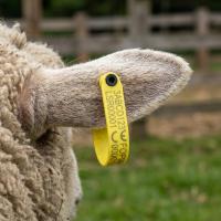 China Fofia HDX ET969 New High-Temperature Resistant Anti-Shedding Yellow TPU Laser-Coded Sheep Ear Tag RFID Chip Animal Tracking for sale