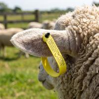 China New Fofia High-Temperature Resistant Integrated Anti-Shedding Electronic Laser-Coded ET969 Yellow Sheep RFID Ear Tag TPU Animal for sale