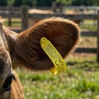 China Fofia HDX ET969 New High-Temperature Resistant (1.5 Year Warranty) Anti-Shedding Yellow TPU Laser-Coded Sheep Ear Tag Animal for sale