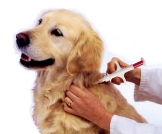 China Long Term 10 Years Durability Animal Microchip Pet Dog Cat ID Tracking for sale
