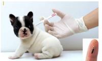 China Compact IP67 RFID Pet ID Microchip 2.12*12mm Glass Transponder For Animal for sale