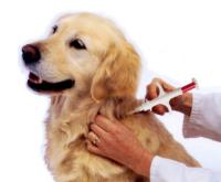 China Long Range RFID ISO Transponder Pet Microchip For Animal Tracker for sale
