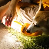 China Portable Pet Water Bottle with LED Light & Timer - 102.3×102×211.5mm Leak-Proof Design for Dogs & Cats for sale