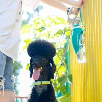 China Leakproof Silicone Portable Dog Water Bottle 8.5×20cm with 4 Color Options for Outdoor Travel and Hiking for sale