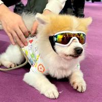 China Dog Goggles 105x45mm with UV Protection and Wind/Sand Resistance for Small to Medium Pets for sale