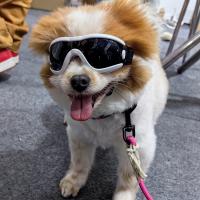 China Dog Goggles 105x45mm with UV Protection and Wind/Sand Resistance for Small to Medium Pets for sale