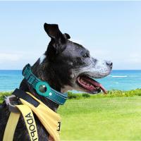 China GPS Air Tag Dog Collar Nylon Adjustable Cat Collar Custom Logo S M L for sale