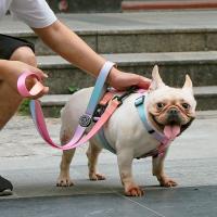 China Gradient Waterproof Dog Leash Set with 36cm Handle - Blue Pink Purple Collar and Lead for Puppies for sale