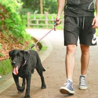 China Custom Logo Nylon Dog Leash with Double Rope Design - XS/S/M/L Sizes, 100Pcs MOQ, 7-15 Days Shipping for sale