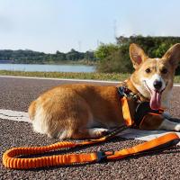 China Custom Nylon Dog Leash 4 Ft with Metal Buckle Lock Handle Reflective Safety for sale