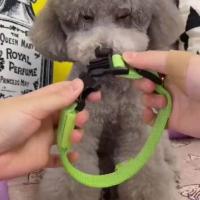 China Rechargeable LED Dog Collar with USB Charging - 2.5cm Width, 20-60cm Neck Sizes, Multiple Light Modes for sale