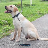 China 4FT Chew-Proof Pet Leash with Metal Anti-Bite Design and Soft Padded Handle - 120cm Length for sale