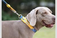 China Custom Nylon Pet Harness Set with Sublimation Printing - XS/S/M/L Sizes, 0.3kg Weight, OEM/ODM Available for sale