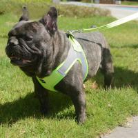 China Custom Dog Harness and Leash Set with Breathable Mesh - Adjustable Fit for All Sizes 7-15 Day Shipping for sale