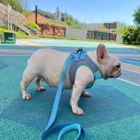 China Custom Dog Harness and Leash Set with Breathable Mesh - Adjustable Fit for All Sizes 7-15 Day Shipping for sale