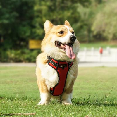 China Waterproof LED Light-Up Dog Harness with Reflective Strips - XS to XL Sizes for Small Breeds - 50 Piece MOQ for sale