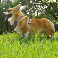 China ChengBei Reflective Dog Vest with Custom Sizes XS-L, 7-15 Day Shipping, OEM/ODM Available for sale
