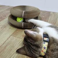 China Foldable Magic Organ Cat Scratching Board Interactive Magic Organ Cat Scratcher for sale