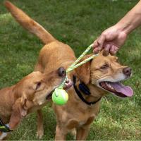 China Plush Interactive Pet Toy Ball with Rope Teeth Cleaning 35cm for Dogs Cats for sale