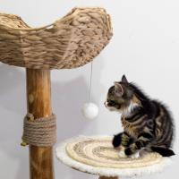 China Natural Wood Cat Tower Multi Level Modern Design for Easy Climb Small Old Cats Custom Size for sale