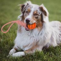 China Orange Dog Chew Ball Durable Rubber Pet Toy 34cm for Play and Exercise for sale