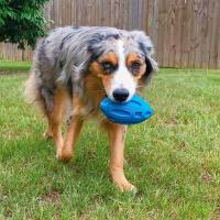 China Natural Rubber Dog Toy Ball Squeaky Interactive Pet Toy for Aggressive Chewers 15cm for sale