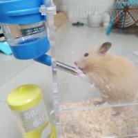 China Plastic Water Bottle for Small Animals with LCD Display - 125ml Capacity for Hamsters and Rabbits for sale
