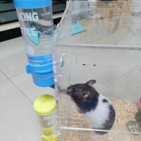 China Plastic Water Bottle for Small Animals with LCD Display - 125ml Capacity for Hamsters and Rabbits for sale