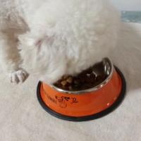 China Custom Stainless Steel Pet Bowl with Non-Slip Base - 15cm to 30cm Sizes Available for Dogs and Cats for sale