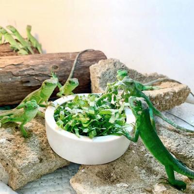 China Ceramic Reptile Food Water Bowl 7cm 10cm 13cm Escape Proof for Lizard Pet Dish for sale