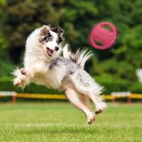 China Chengbei EVA Pet Toy for Dogs Interactive Movement Training Toy 200mm Size for sale