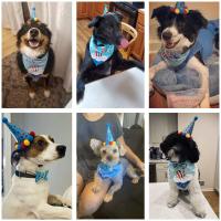 China Dog Birthday Party Supplies Kit with Pull Flags and Adjustable Hats for All Breeds for sale
