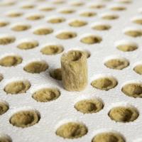 China Rock Wool Seed Starting Plugs 22*27mm With Plug Tray Perfect For Tomato Seedlings Propagation for sale