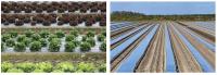 China 1.5MM Black HDPE Geomembrane Ground Cover safe and effective Solutions for weed control for sale