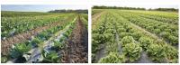 China 1.5MM Black HDPE Geomembrane Ground Cover safe and effective Solutions for weed control for sale