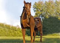 China Life Size Corten Steel Horse Sculpture with Rusty Finish - 35 Day Delivery for Outdoor Garden Decoration for sale