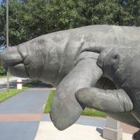 China Large Bronze Manatee Sculpture Custom Size Coastal Garden Decor Marine Animal Outdoor Art Statue for sale