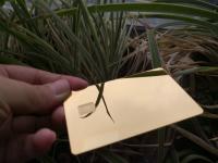 China Metal Mirror Business Cards , Stainless Steel Gold Silver Business Member Cards for sale