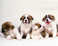 China Antibacterial Pet Cleaning Wipes 99.9% Sterilization Mild And Non Irritating for sale