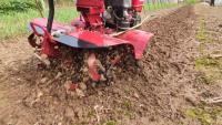 China Four-Wheel Drive Orchard Management Tiller with Hand Push and Belt-Gear Transmission for sale