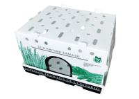 China 11lbs Folding Asparagus Corrugated Plastic Box for sale